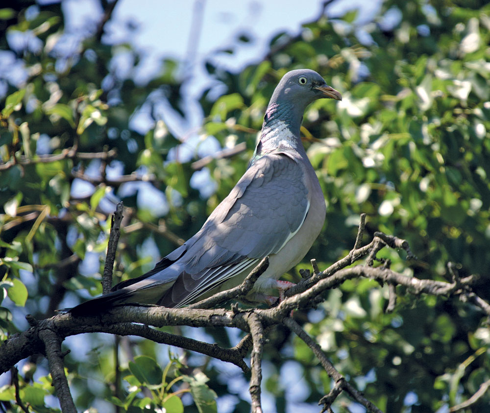 Holuby v mestách | ASB.sk